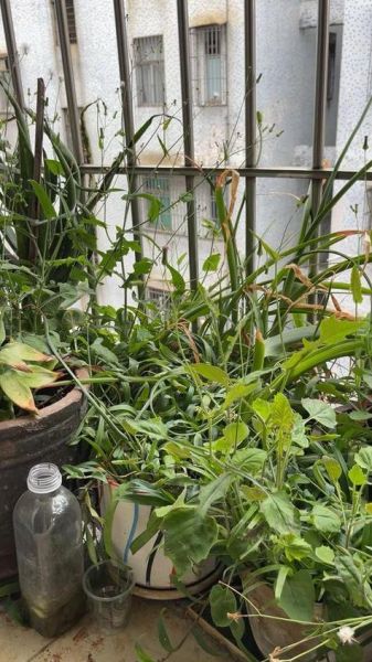 沙姜图片_沙姜香料怎么用-第1张图片-山城妙识