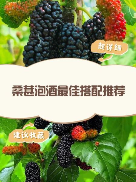 女人喝桑葚酒的功效与作用_长期喝有什么好处-第3张图片-山城妙识