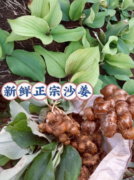 沙姜图片_沙姜香料怎么用-第3张图片-山城妙识