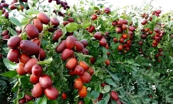 红枣树图片大全大图_如何辨别红枣树品种-第1张图片-山城妙识 红枣树图片大全大图_如何辨别红枣树品种-第1张图片-山城妙识