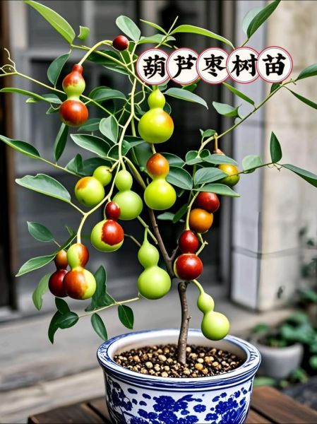 红枣树图片大全大图_如何辨别红枣树品种-第2张图片-山城妙识 红枣树图片大全大图_如何辨别红枣树品种-第2张图片-山城妙识