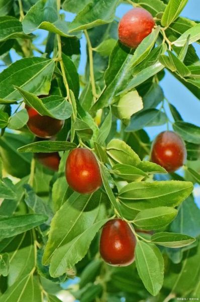 红枣树图片大全大图_如何辨别红枣树品种-第3张图片-山城妙识 红枣树图片大全大图_如何辨别红枣树品种-第3张图片-山城妙识