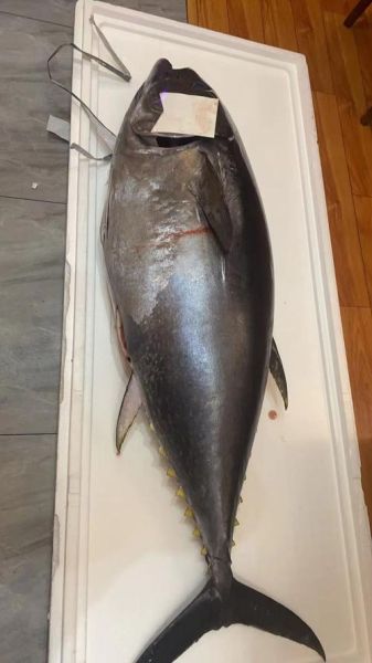 金枪鱼多少钱一斤_新鲜金枪鱼价格行情-第1张图片-山城妙识