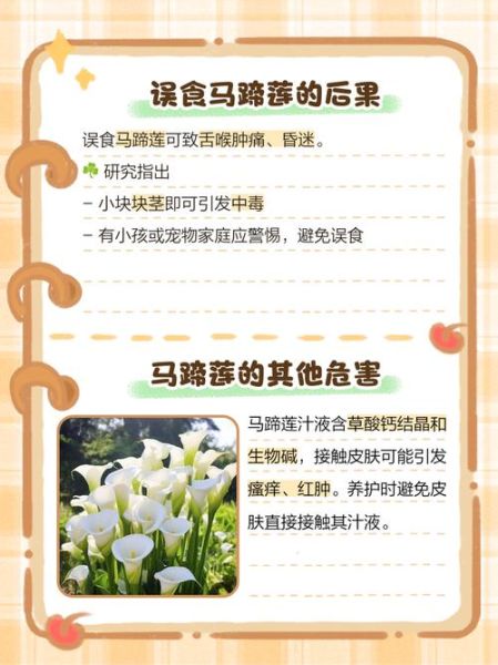 家里为什么不能养马蹄莲_马蹄莲有毒吗-第1张图片-山城妙识 家里为什么不能养马蹄莲_马蹄莲有毒吗-第1张图片-山城妙识