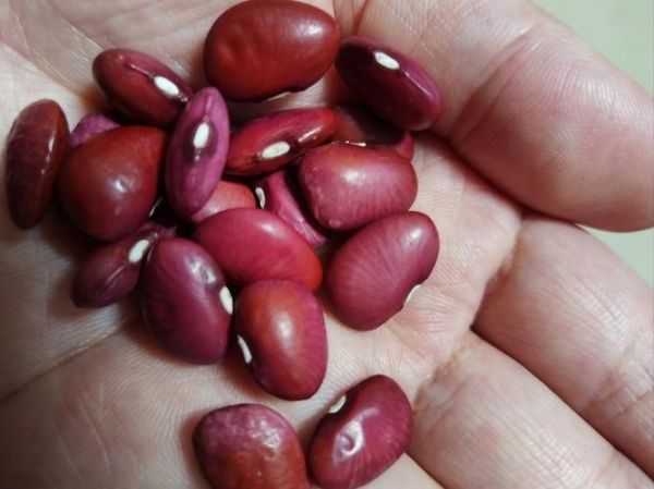 相思豆图片_相思豆长什么样-第1张图片-山城妙识 相思豆图片_相思豆长什么样-第1张图片-山城妙识