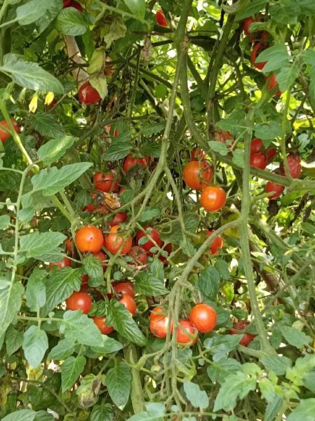 青枣什么时候成熟_青枣成熟月份-第3张图片-山城妙识