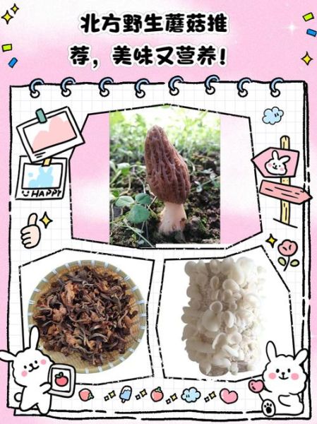 野生蘑菇的功效与作用_野生蘑菇怎么吃才安全-第3张图片-山城妙识