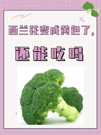 西兰花变黄了还能吃吗_西兰花变黄后怎么处理-第2张图片-山城妙识 西兰花变黄了还能吃吗_西兰花变黄后怎么处理-第2张图片-山城妙识