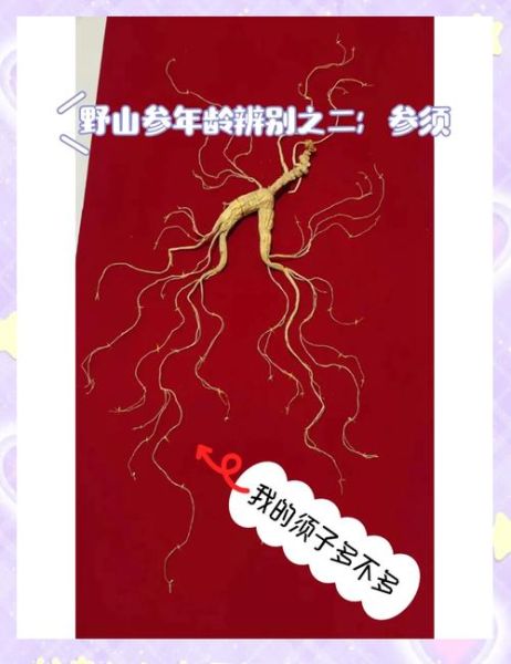 野山参图片真假鉴别_野山参图片价格多少钱-第2张图片-山城妙识 野山参图片真假鉴别_野山参图片价格多少钱-第2张图片-山城妙识