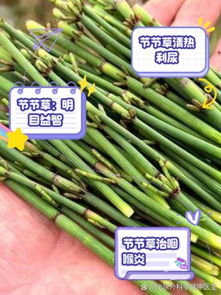 节节草的功效与作用_节节草能治什么病-第2张图片-山城妙识