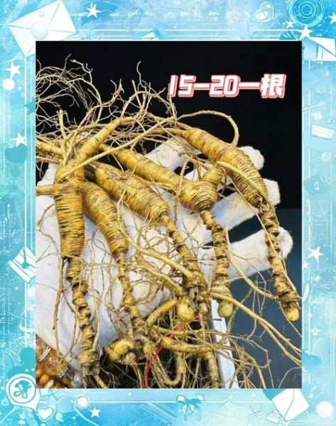 野山参图片真假鉴别_野山参图片价格多少钱-第3张图片-山城妙识 野山参图片真假鉴别_野山参图片价格多少钱-第3张图片-山城妙识