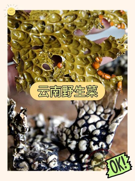 山野菜怎么做好吃_山野菜的做法大全-第1张图片-山城妙识