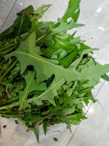 苦苣图片大全_苦苣长什么样-第3张图片-山城妙识 苦苣图片大全_苦苣长什么样-第3张图片-山城妙识