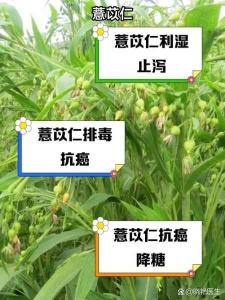 薏仁的功效与作用_薏仁的主治有哪些-第1张图片-山城妙识