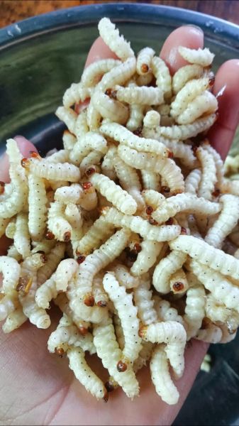 竹笋虫的功效与作用_竹笋虫怎么吃效果最好-第1张图片-山城妙识