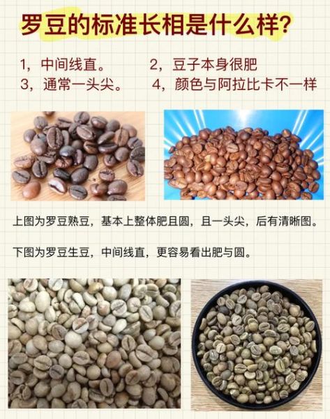 咖啡豆图片大全真实图片_如何辨别阿拉比卡与罗布斯塔-第3张图片-山城妙识 咖啡豆图片大全真实图片_如何辨别阿拉比卡与罗布斯塔-第3张图片-山城妙识