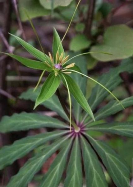 七叶一枝花功效与作用_七叶一枝花怎么种植-第1张图片-山城妙识