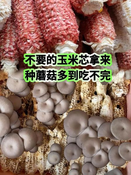 蘑菇怎么种_蘑菇种植方法-第1张图片-山城妙识