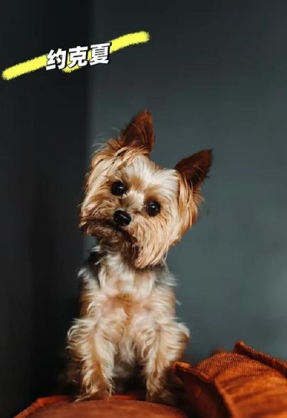 适合家养的小型狗有哪些_不掉毛的小型犬推荐-第3张图片-山城妙识 适合家养的小型狗有哪些_不掉毛的小型犬推荐-第3张图片-山城妙识