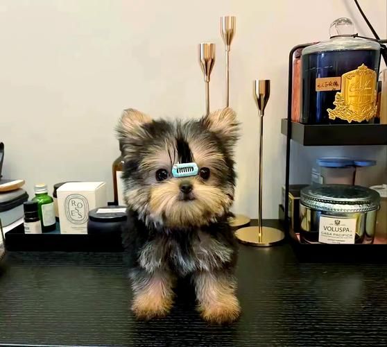 适合家养的小型狗有哪些_不掉毛的小型犬推荐-第2张图片-山城妙识 适合家养的小型狗有哪些_不掉毛的小型犬推荐-第2张图片-山城妙识