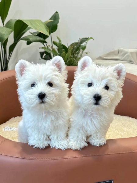 适合家养的小型狗有哪些_不掉毛的小型犬推荐-第1张图片-山城妙识 适合家养的小型狗有哪些_不掉毛的小型犬推荐-第1张图片-山城妙识