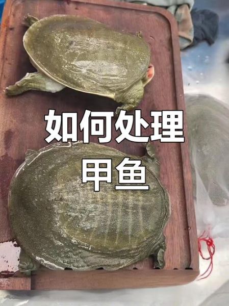 甲鱼怎么杀_甲鱼清洗方法-第2张图片-山城妙识