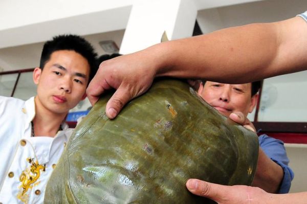 甲鱼怎么杀_甲鱼清洗方法-第3张图片-山城妙识