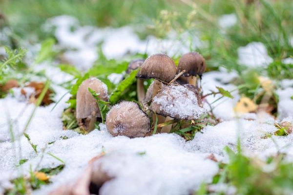 雪莲菌致癌吗_雪莲菌致癌是真的吗-第2张图片-山城妙识