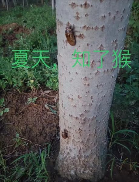 幼蝉猴的营养价值_幼蝉猴吃了有什么好处-第1张图片-山城妙识