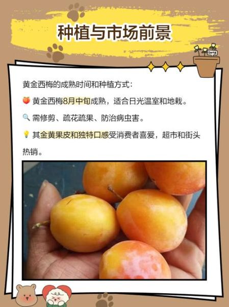 金西梅是什么水果_金西梅图片怎么分辨真假-第1张图片-山城妙识