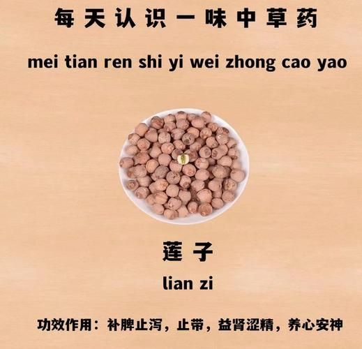 莲子功效与作用_莲子禁忌用量是多少-第2张图片-山城妙识 莲子功效与作用_莲子禁忌用量是多少-第2张图片-山城妙识