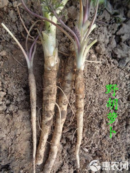 山胡萝卜图片_如何辨别真假山胡萝卜-第3张图片-山城妙识