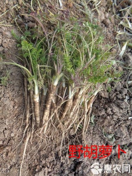 山胡萝卜图片_如何辨别真假山胡萝卜-第1张图片-山城妙识