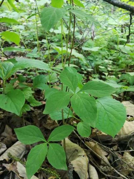 山胡萝卜图片_如何辨别真假山胡萝卜-第2张图片-山城妙识