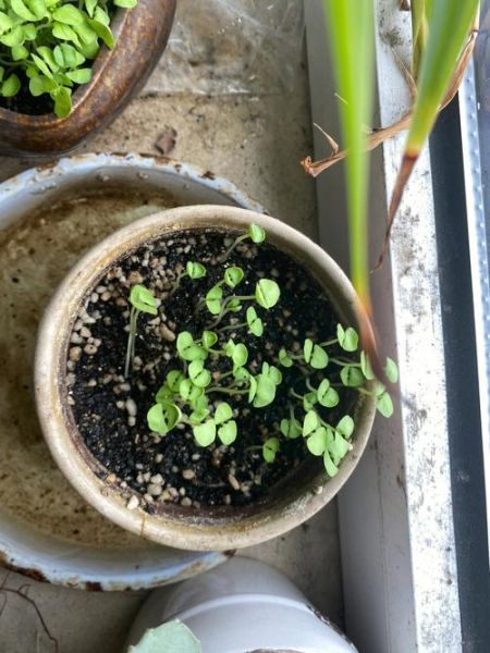 罗勒种子怎么催芽_罗勒种子催芽方法-第2张图片-山城妙识