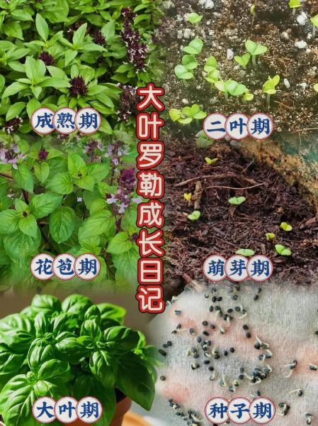 罗勒种子怎么催芽_罗勒种子催芽方法-第3张图片-山城妙识
