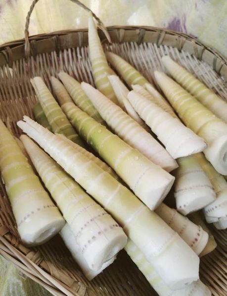 鲜竹笋怎么做好吃_鲜竹笋怎么吃法大全视频-第3张图片-山城妙识 鲜竹笋怎么做好吃_鲜竹笋怎么吃法大全视频-第3张图片-山城妙识