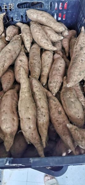 贵州地瓜图片大全_贵州地瓜品种有哪些-第3张图片-山城妙识