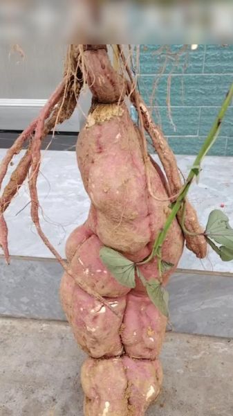 贵州地瓜图片大全_贵州地瓜品种有哪些-第1张图片-山城妙识