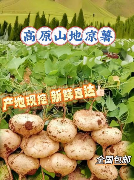 贵州地瓜图片大全_贵州地瓜品种有哪些-第2张图片-山城妙识