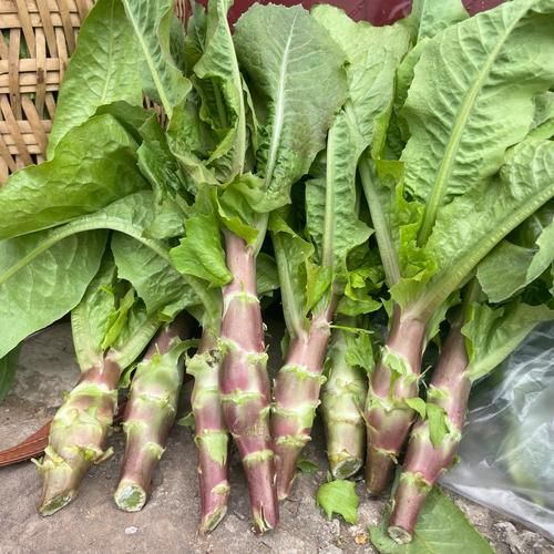 莴笋长什么样_莴笋外形特征-第1张图片-山城妙识