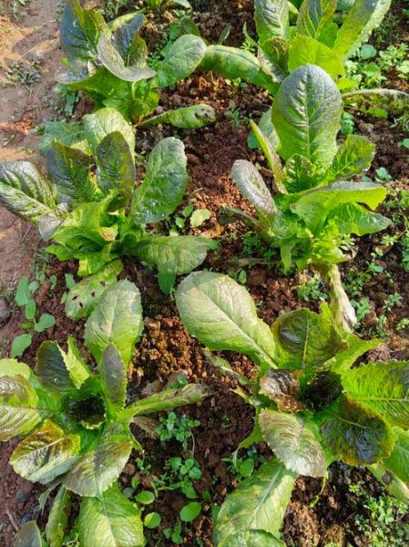 莴笋长什么样_莴笋外形特征-第2张图片-山城妙识