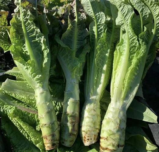 莴笋长什么样_莴笋外形特征-第3张图片-山城妙识