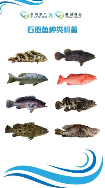 石斑鱼种类图片大全_如何区分常见石斑鱼-第2张图片-山城妙识