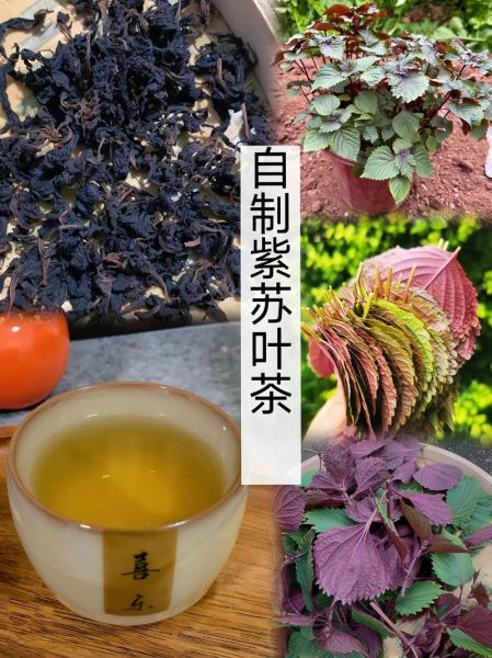 紫苏子长什么样_紫苏子植物图片怎么识别-第2张图片-山城妙识