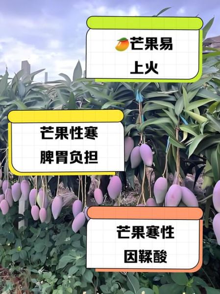 芒果是热性还是凉性_吃芒果会上火吗-第3张图片-山城妙识