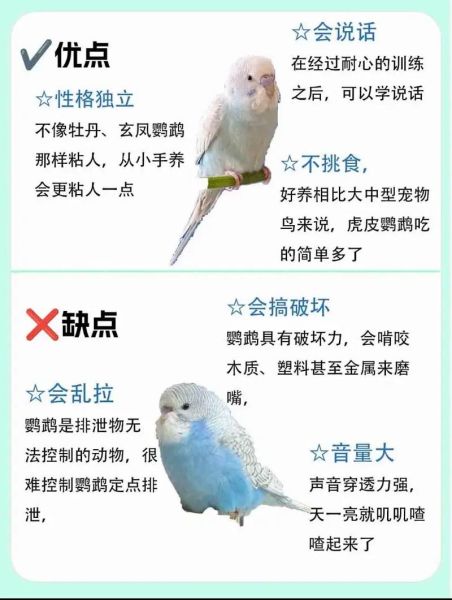 虎皮鹦鹉叫声代表什么_虎皮鹦鹉一直叫怎么办-第2张图片-山城妙识