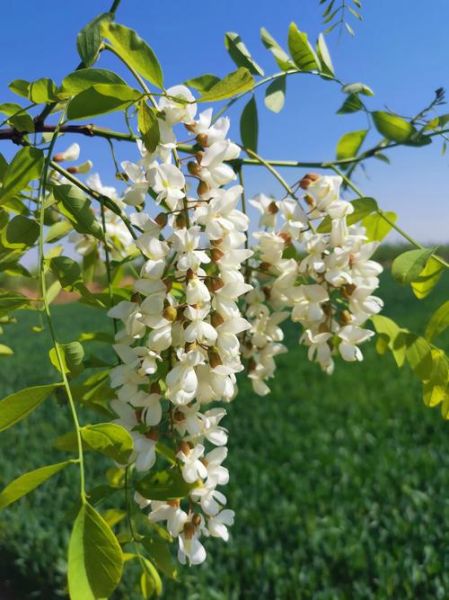 槐花图片大全大图_槐花长什么样-第1张图片-山城妙识