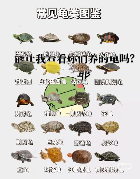 乌龟养久了会认主人吗_乌龟认主人的表现有哪些-第2张图片-山城妙识 乌龟养久了会认主人吗_乌龟认主人的表现有哪些-第2张图片-山城妙识