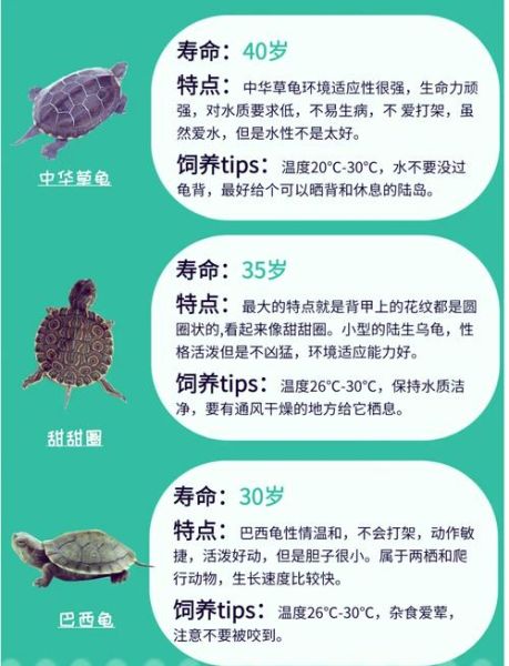 乌龟养久了会认主人吗_乌龟认主人的表现有哪些-第3张图片-山城妙识 乌龟养久了会认主人吗_乌龟认主人的表现有哪些-第3张图片-山城妙识